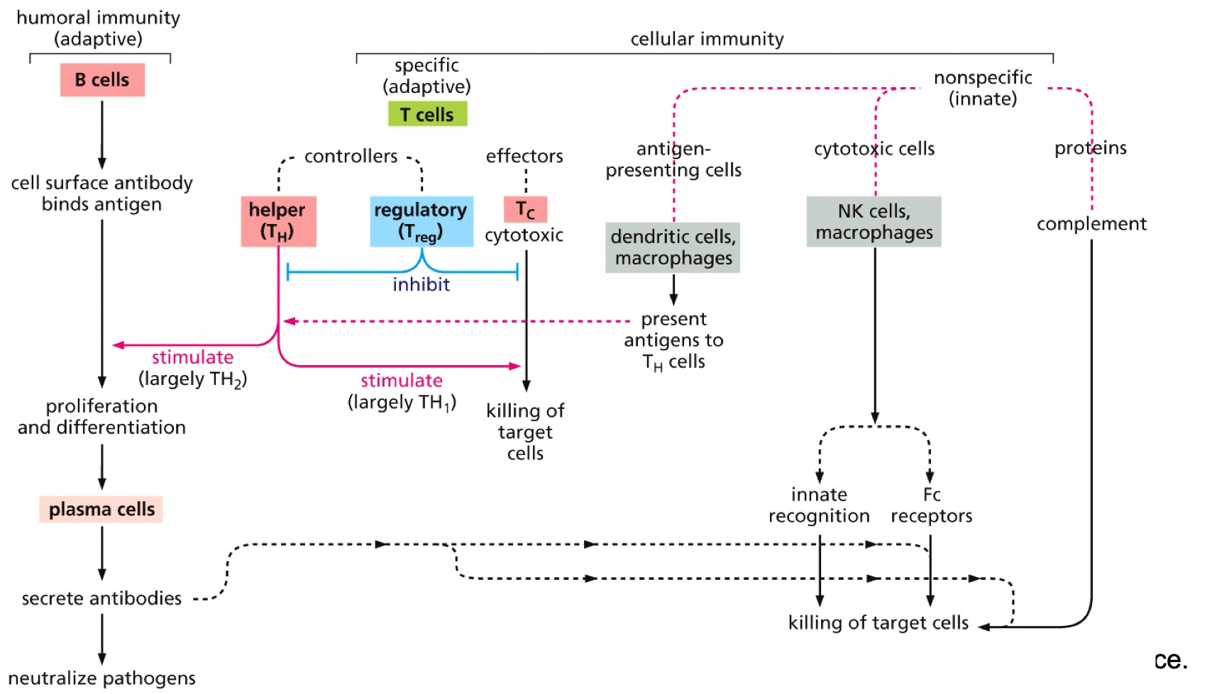 Summary of BIOL442-001-202540 Immunobiology | Home